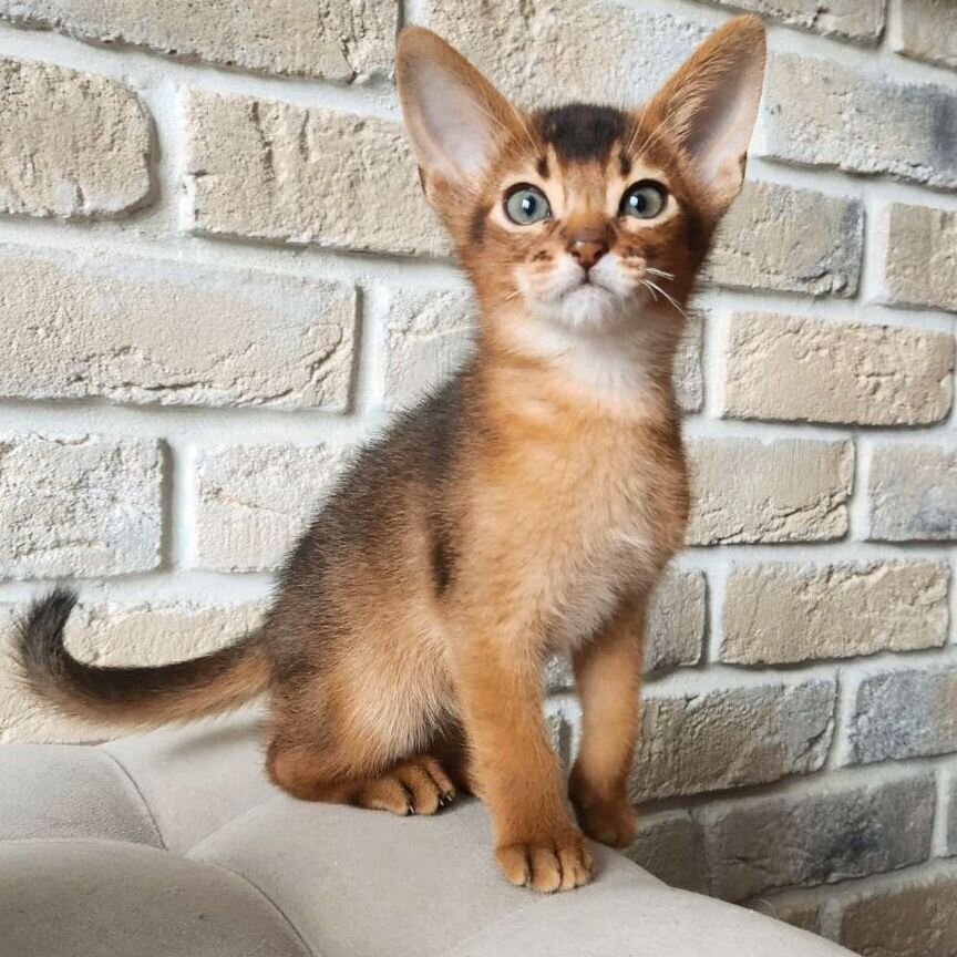 Абиссинский котенок мальчик