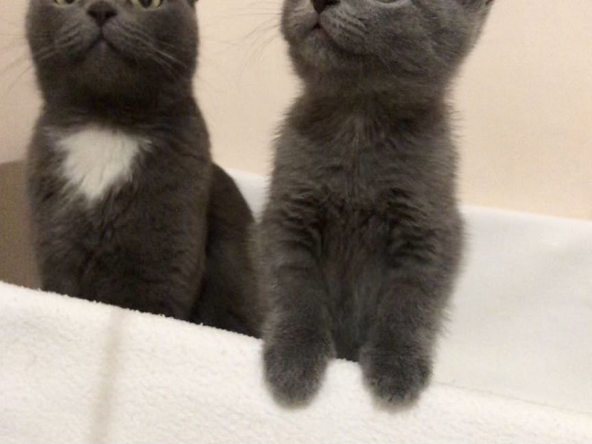 Кошка и котёнок