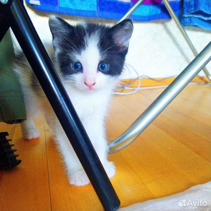 Котенок Зорро