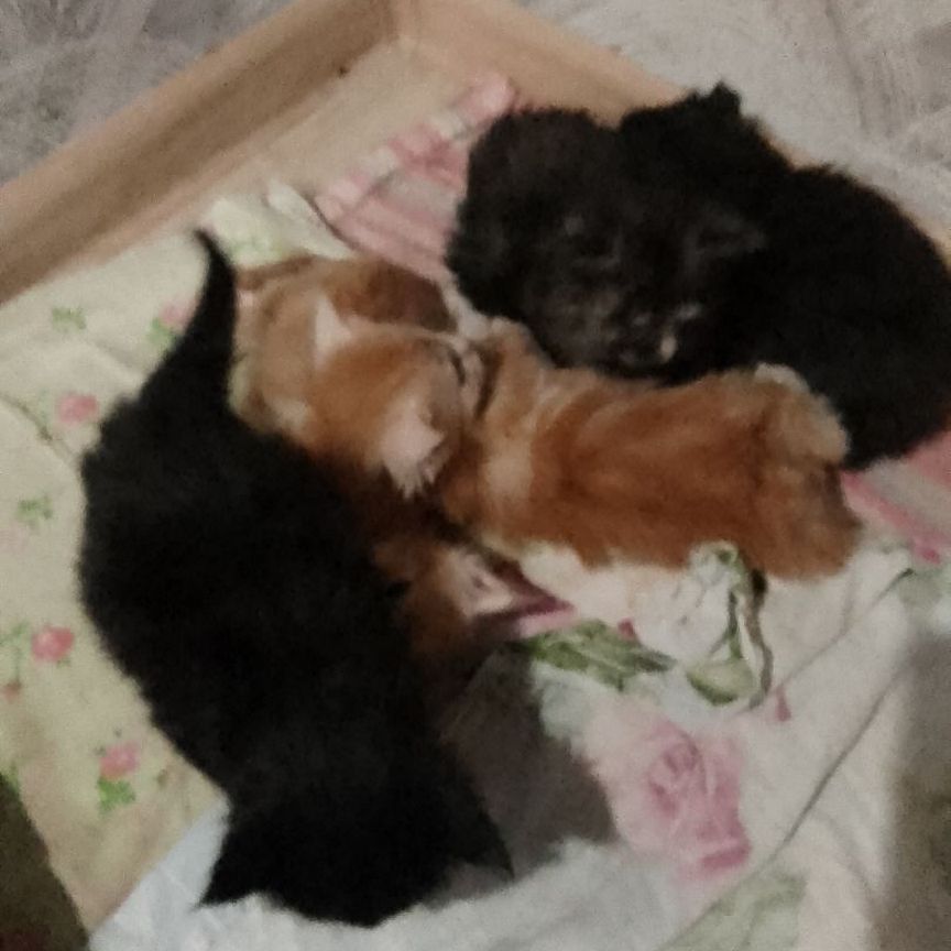 Котята мейн-кун за чисто символическую плату