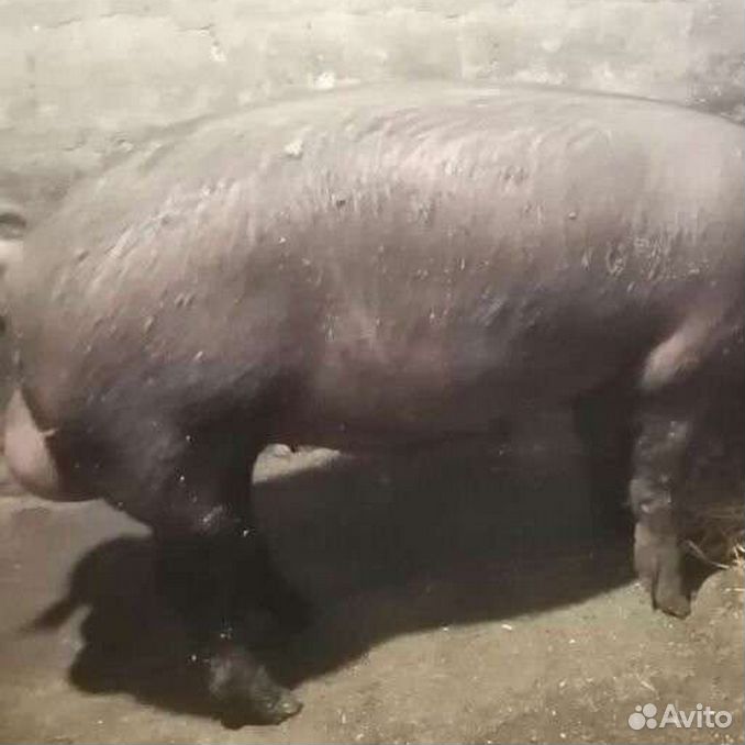 Услуги хряков пьетрен, дюрок