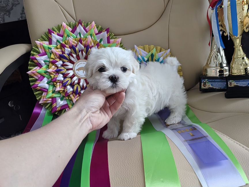 Мальчик мальтезе с документами РКФ