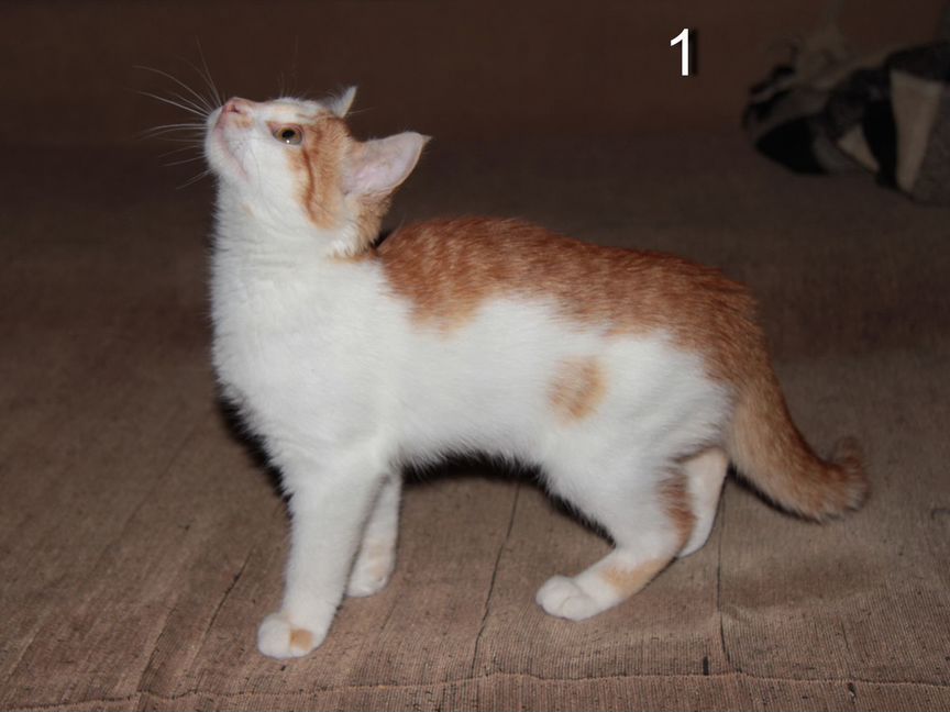 Котята рыжие, кошки, отдам