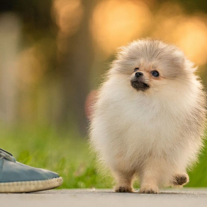 Померанский шпиц микро