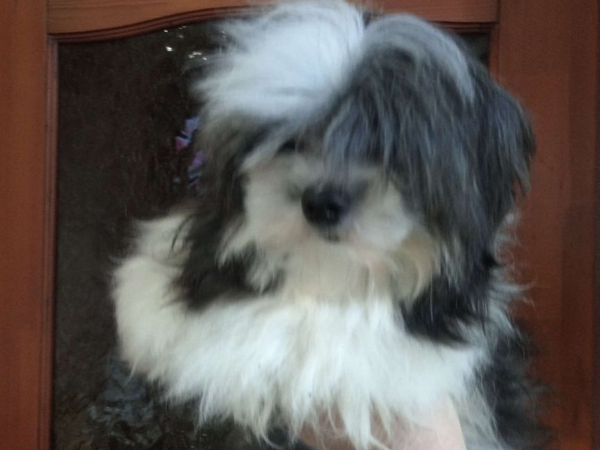 Мальтийской болонки-щенки,мальтипу