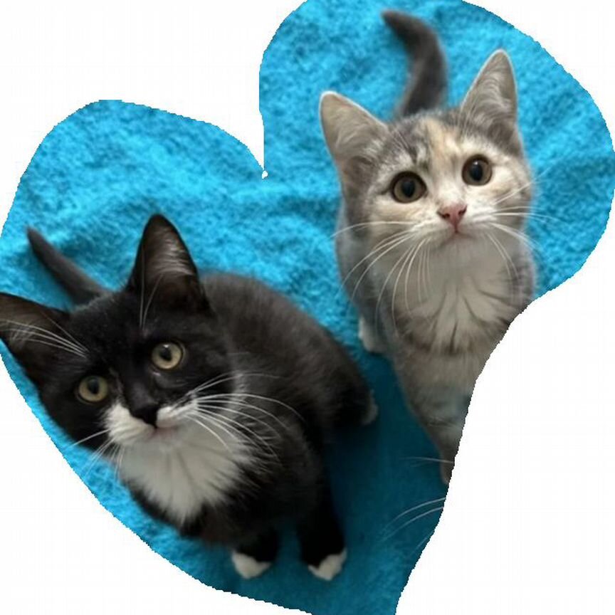 Мы маленькие котодетки