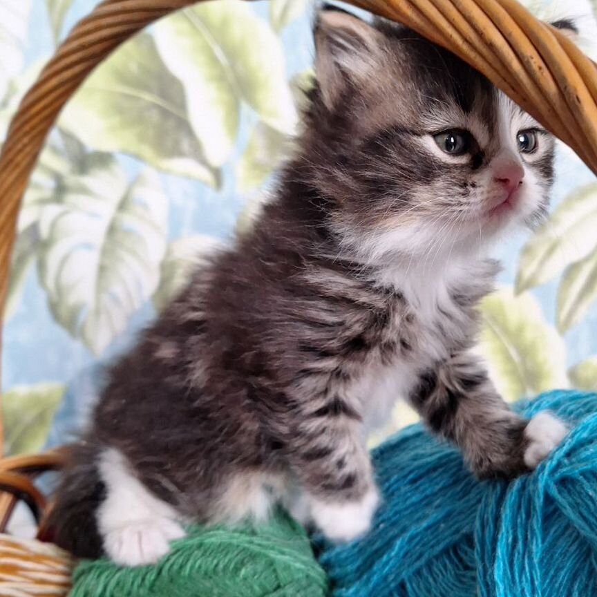 Котёнок в добрые руки