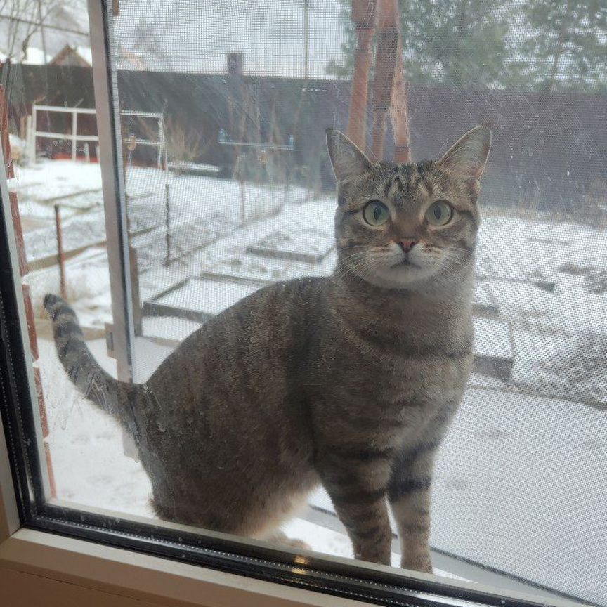 Кошка домашняя Мурка