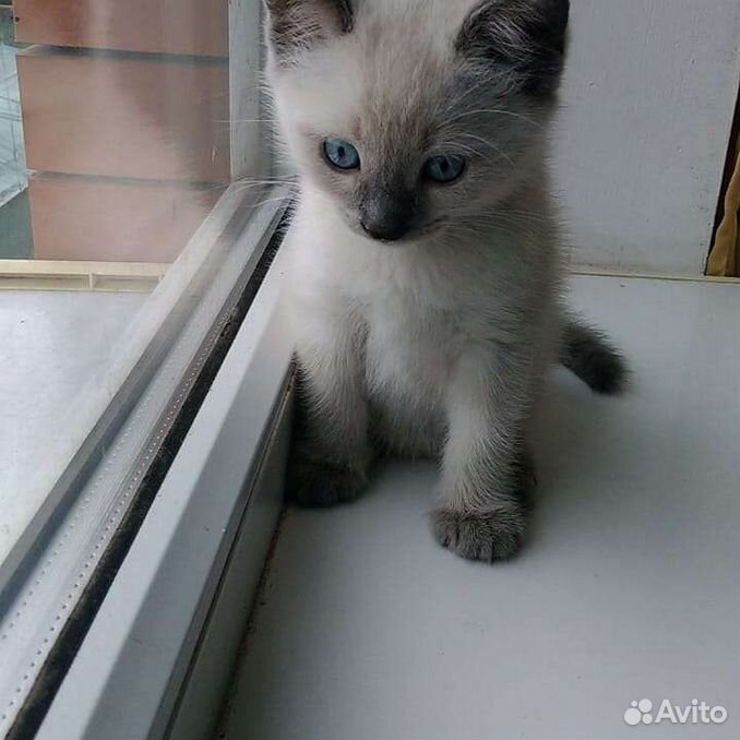 Шотландские вислоухие котята Блю Пойнт