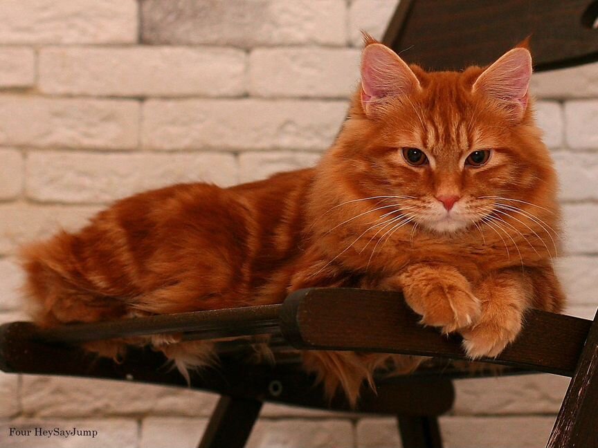Кот курильский бобтейл