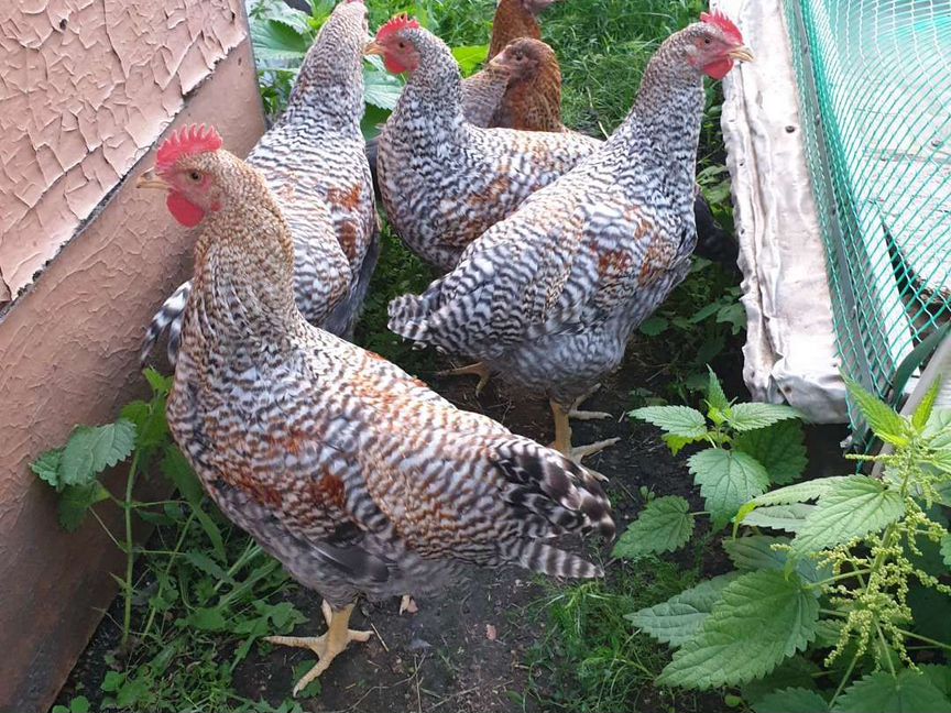 Курицы 3 шт + петух Билефельдер