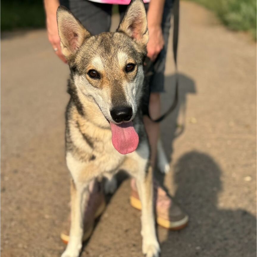 Взрослая собака в добрые руки