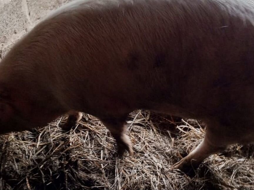 Кабаны, кукуруза, пшеница, семечки