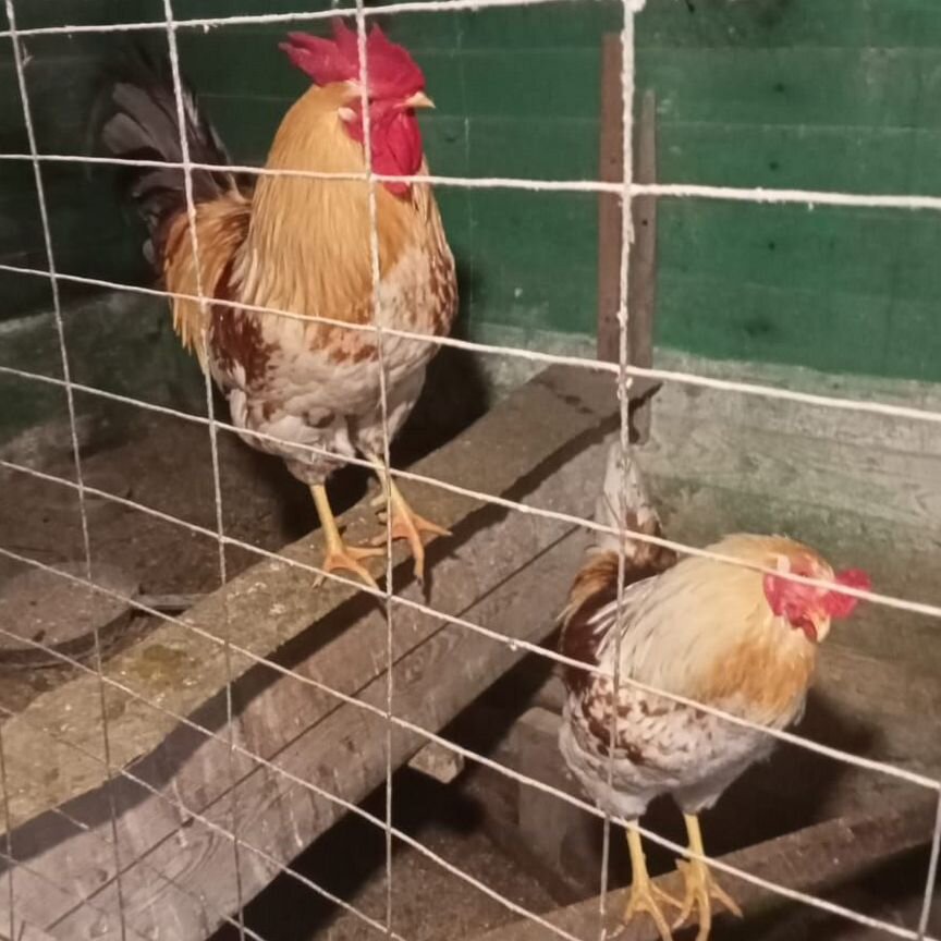 Молодые петухи