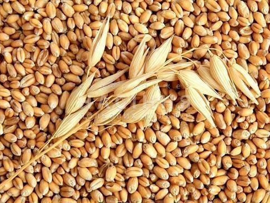 Озимая пшеница зерно