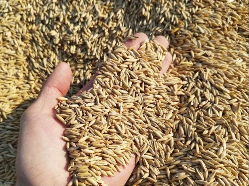 Кормовая пшеница