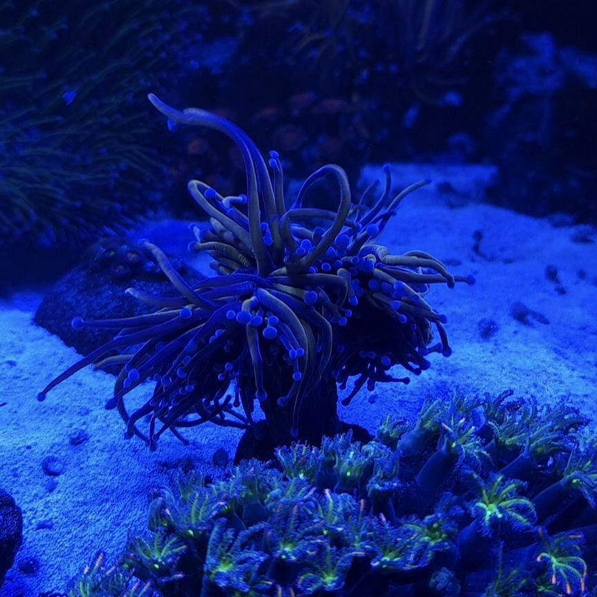 Эуфилия Indonesian Torch