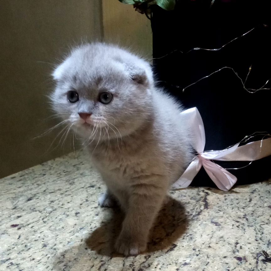 Шотландские котята