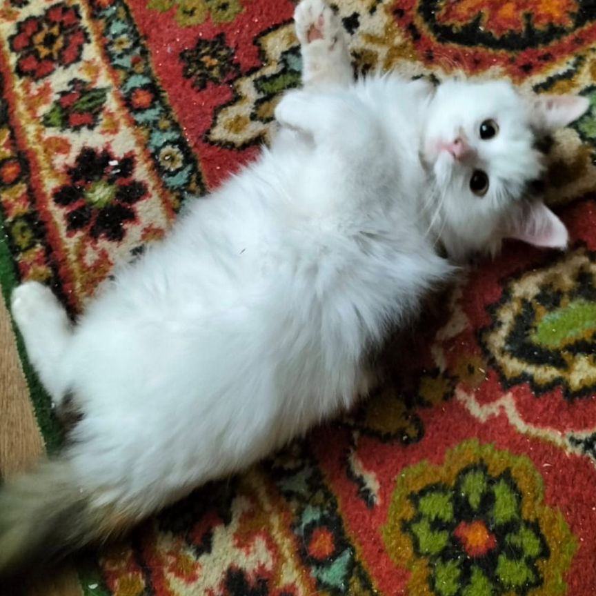 Забавная, ласковая, игривая,маленькая кошечка