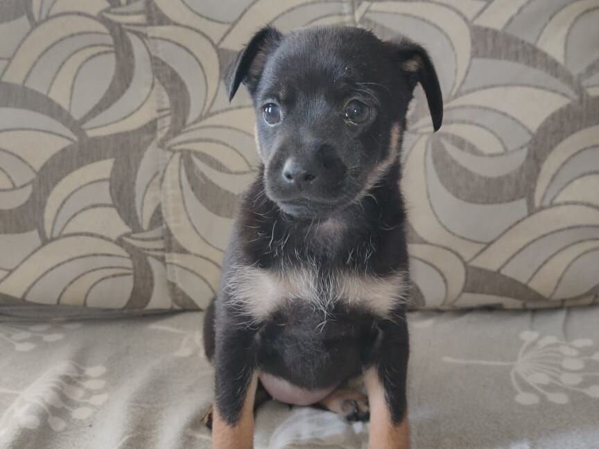 Щенок той терьер