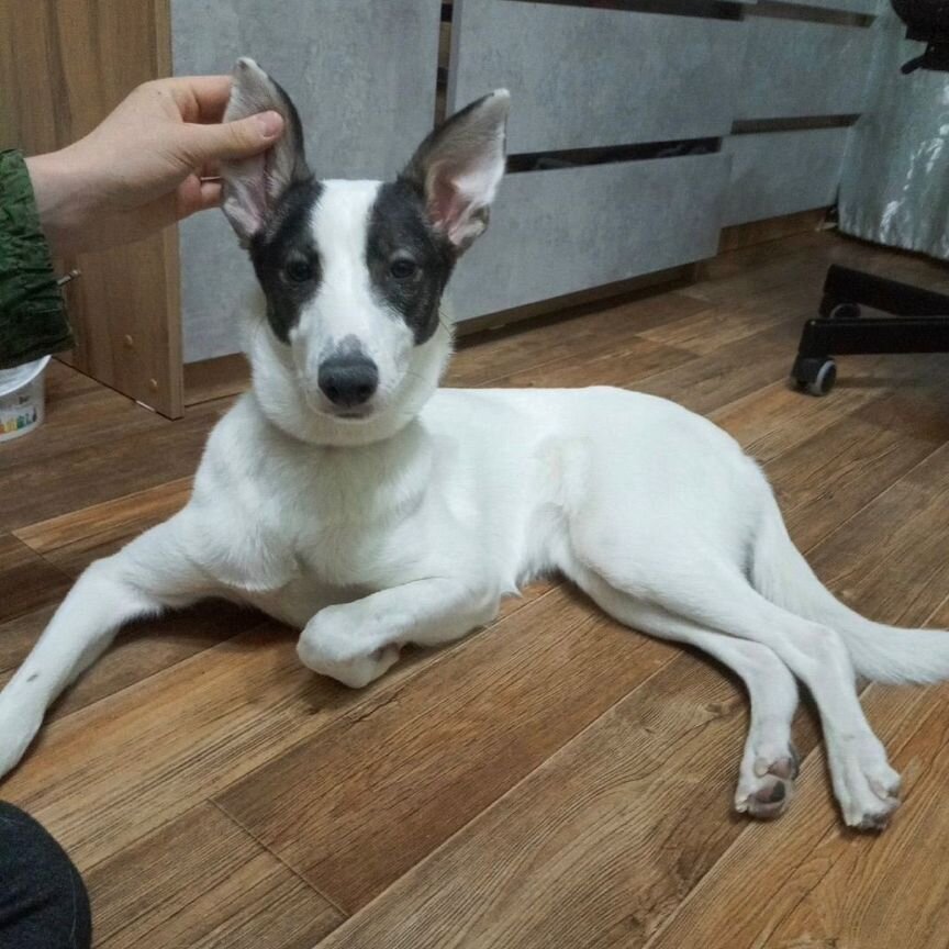 Взрослая собака в добрые руки