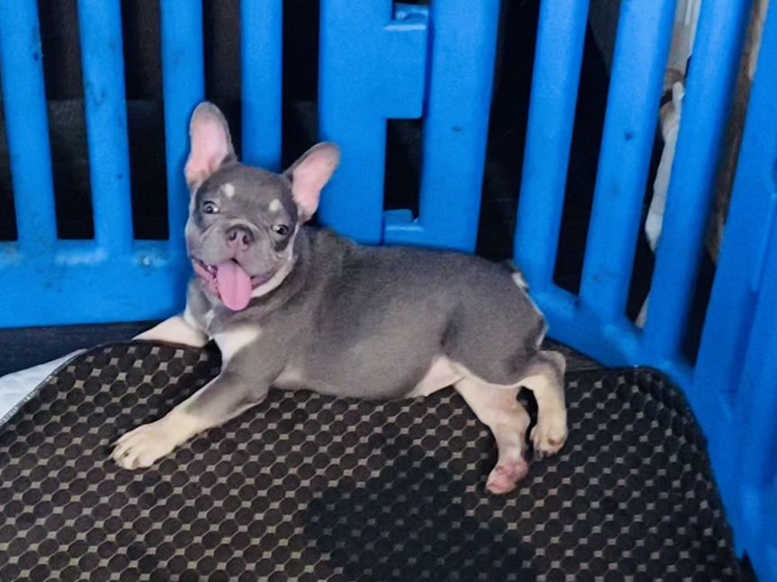 Француженка