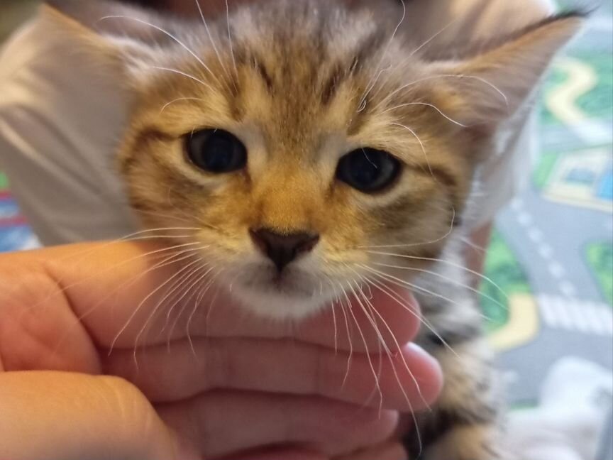 Котёнок полосатик мальчик 2 месяца в добрые руки