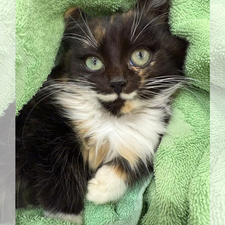 Котёнок в добрые руки