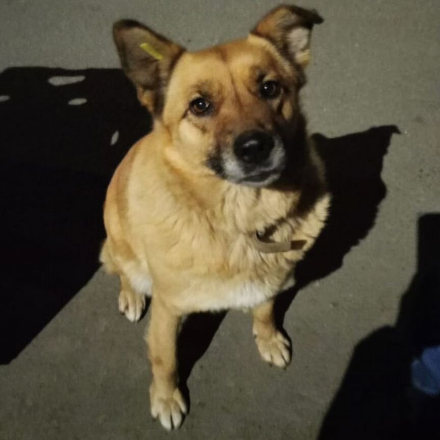 Взрослый пёс в добрые руки