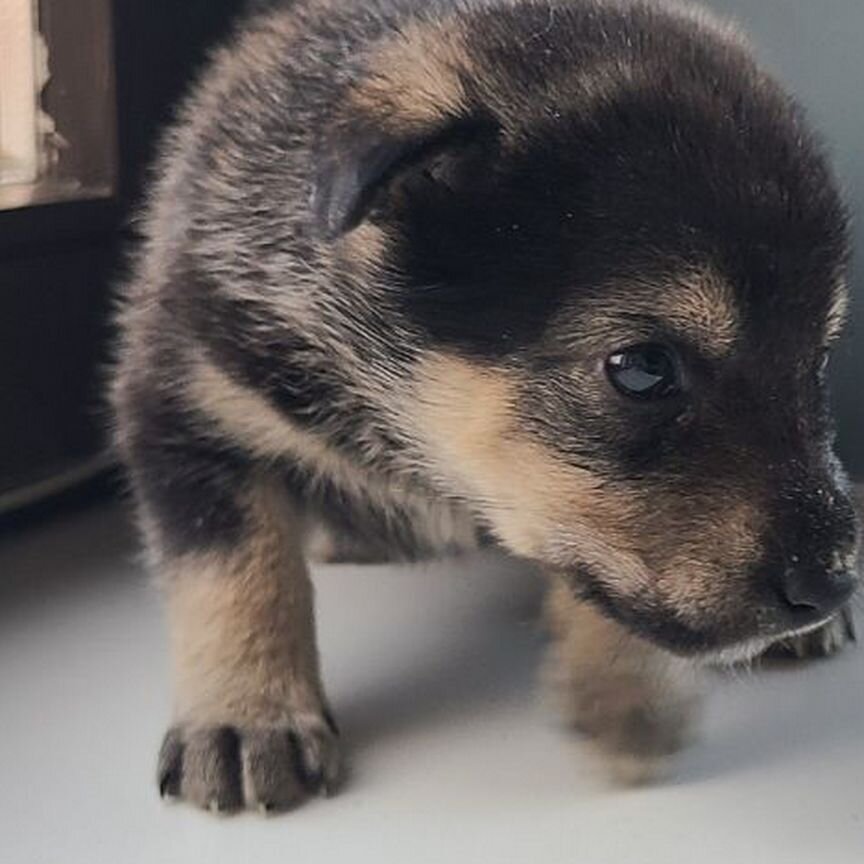 Щенок в добрые руки