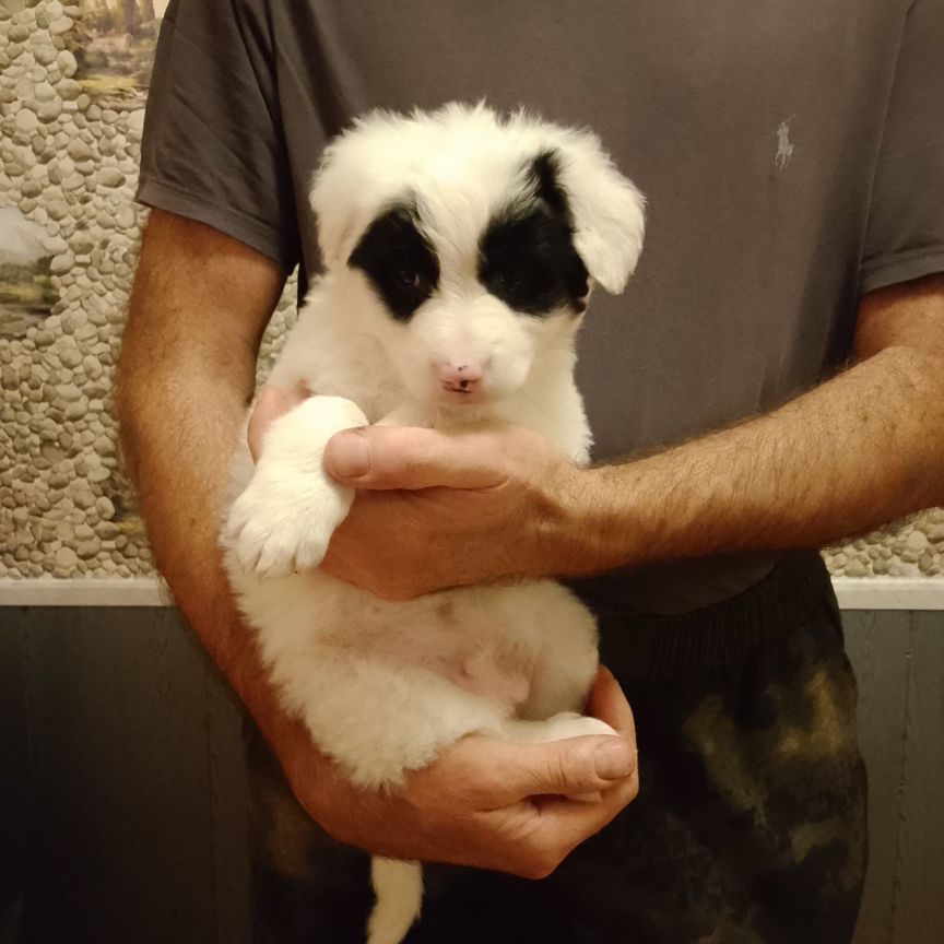 Щеночки