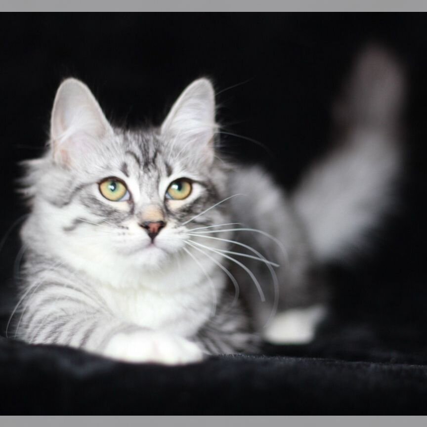 Сибирский котёнок