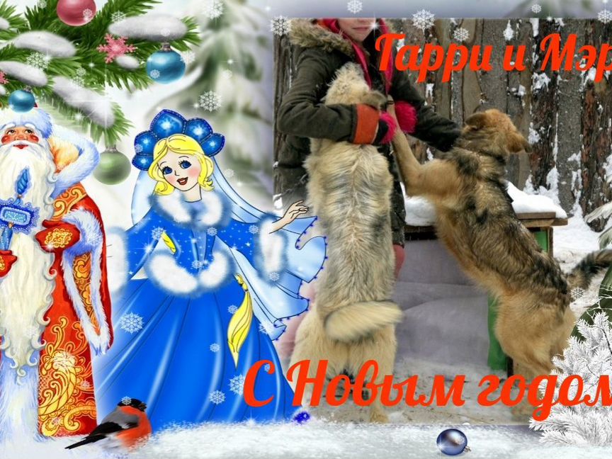 Гарри и Мэри