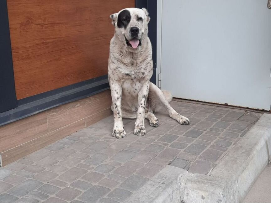 Найдена белая собака