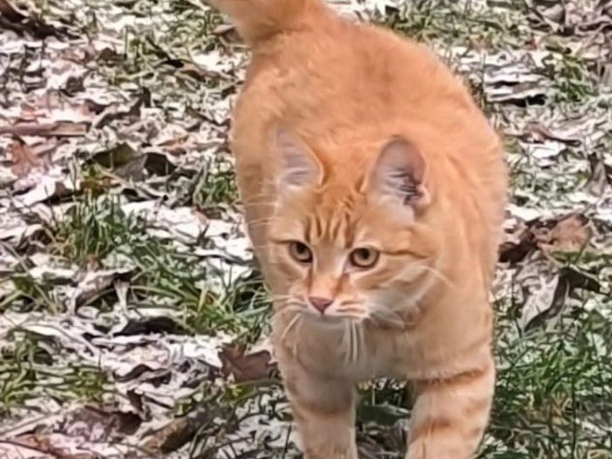 Рыжий котенок девочка