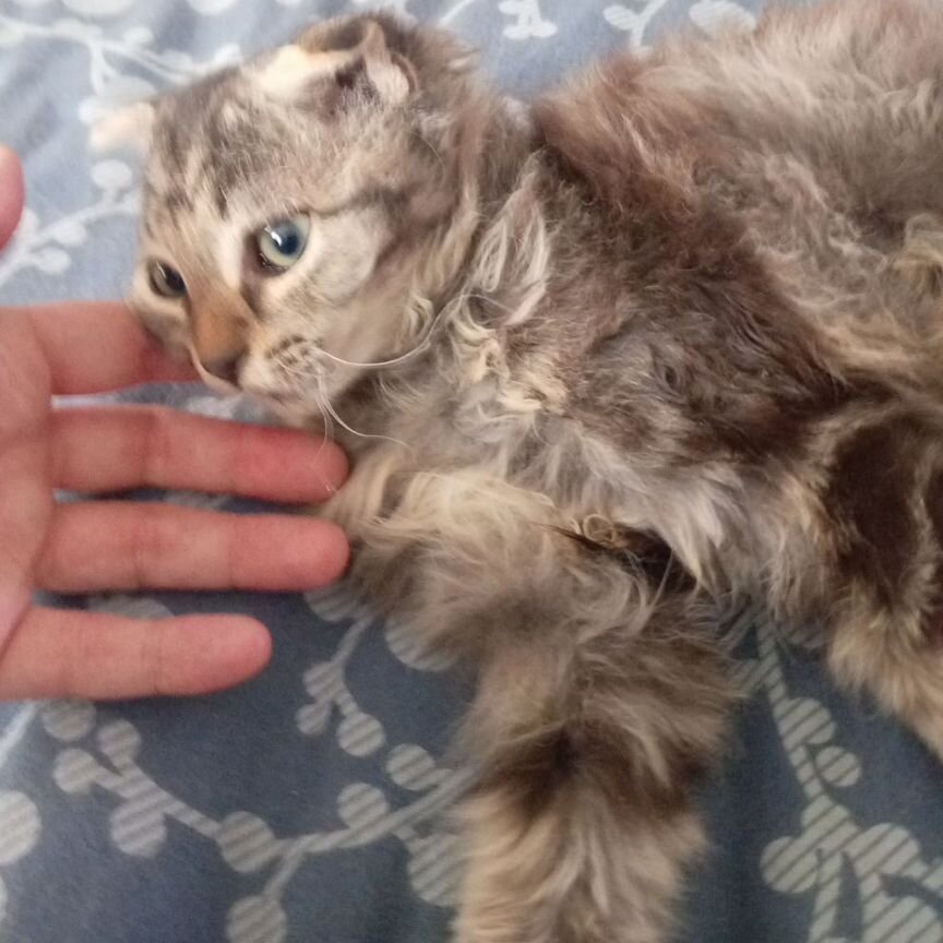 Котята в добрые руки бесплатно мальчик