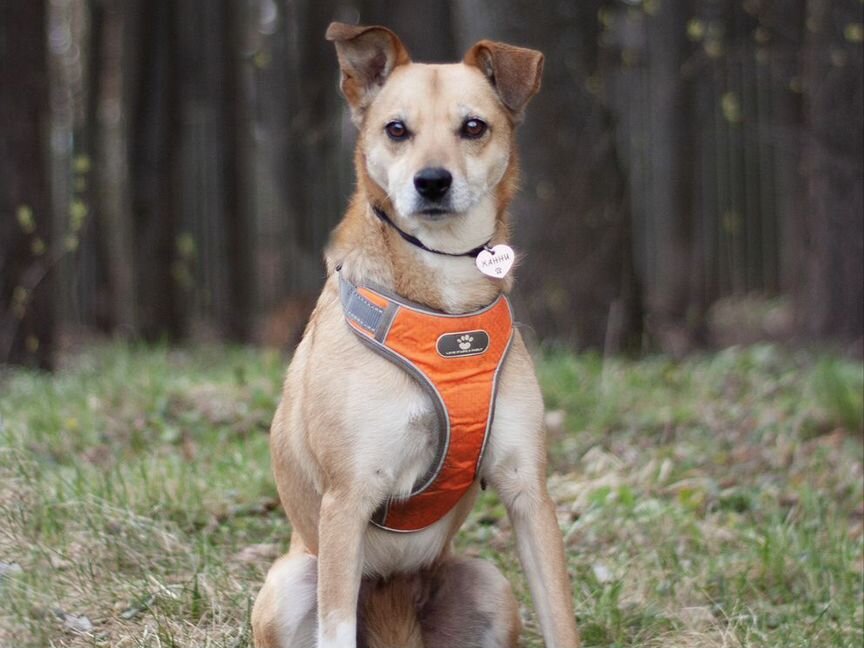 Маленькая собака в добрые руки