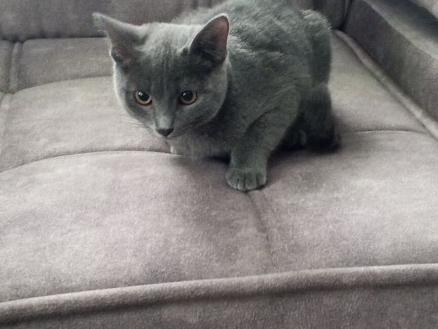 Котя и кутя