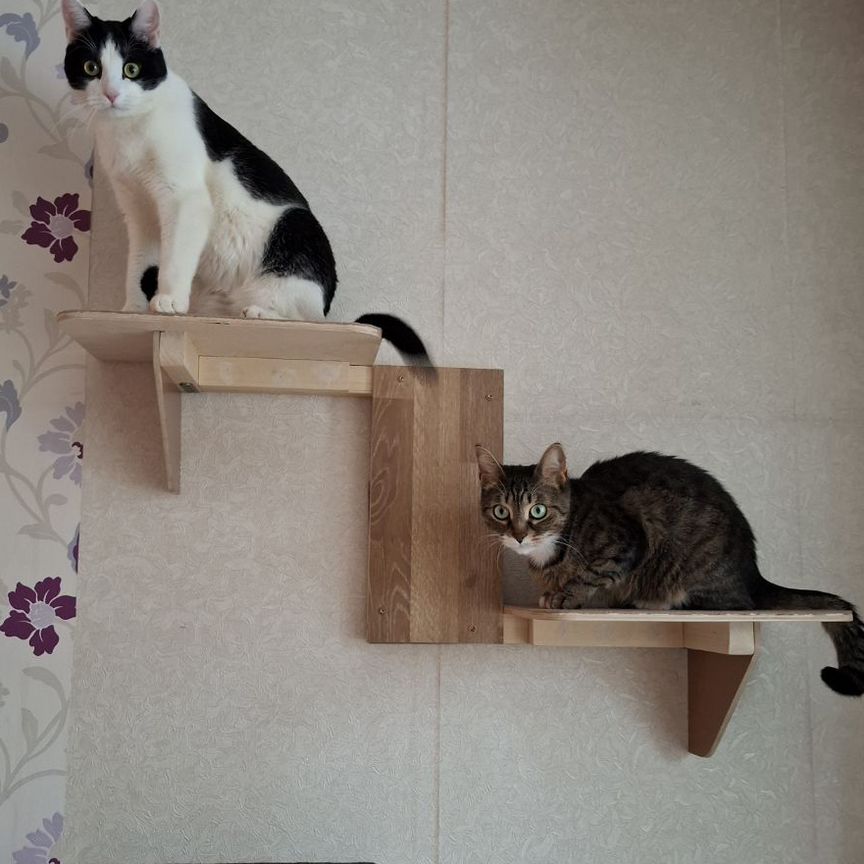 Полки для кошек