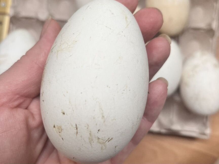 Яйцо гусиное