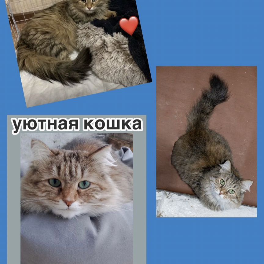 Кошка просто красавица