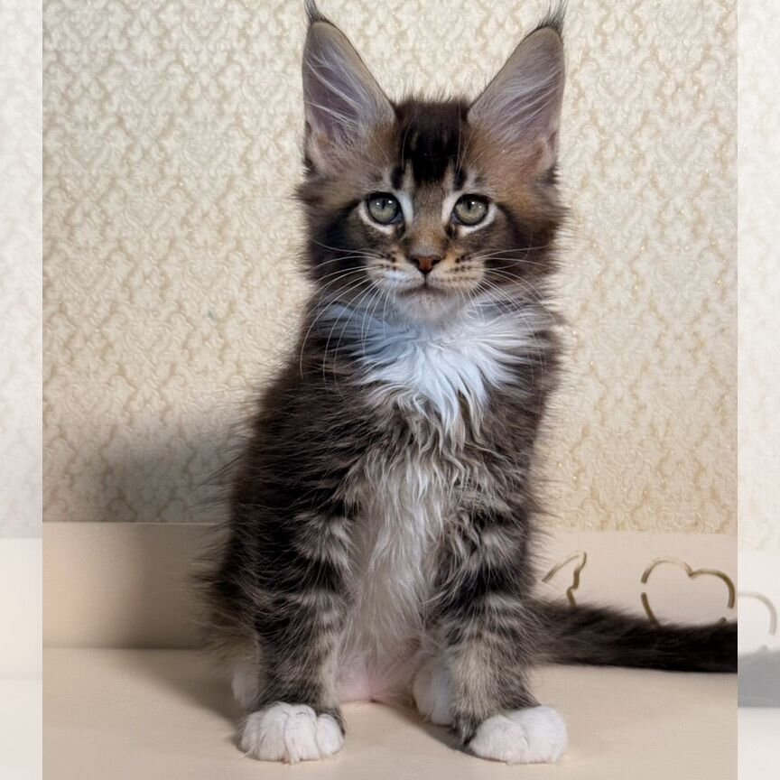 Мейн-кун котёнок