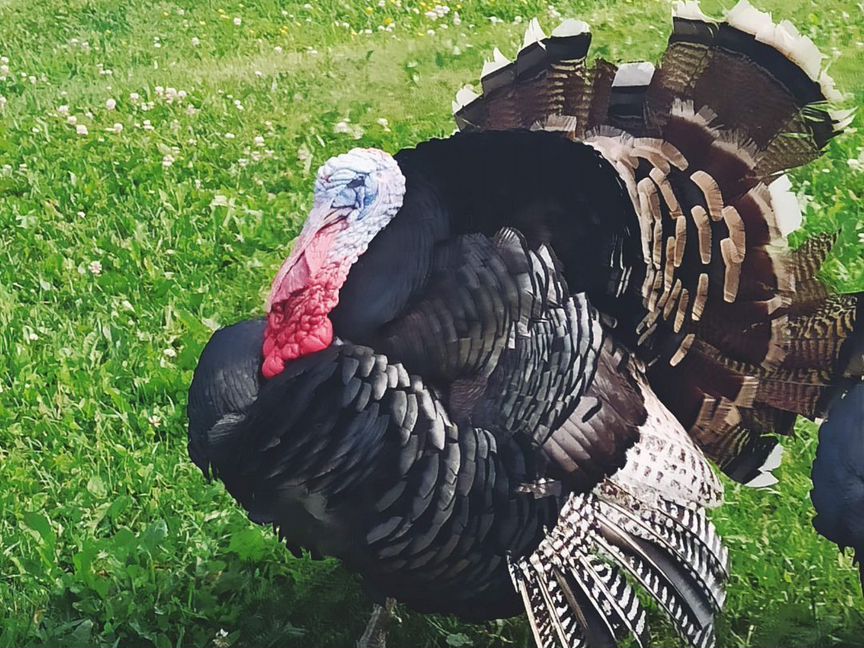 Индюк молодой в обмен на индюшку