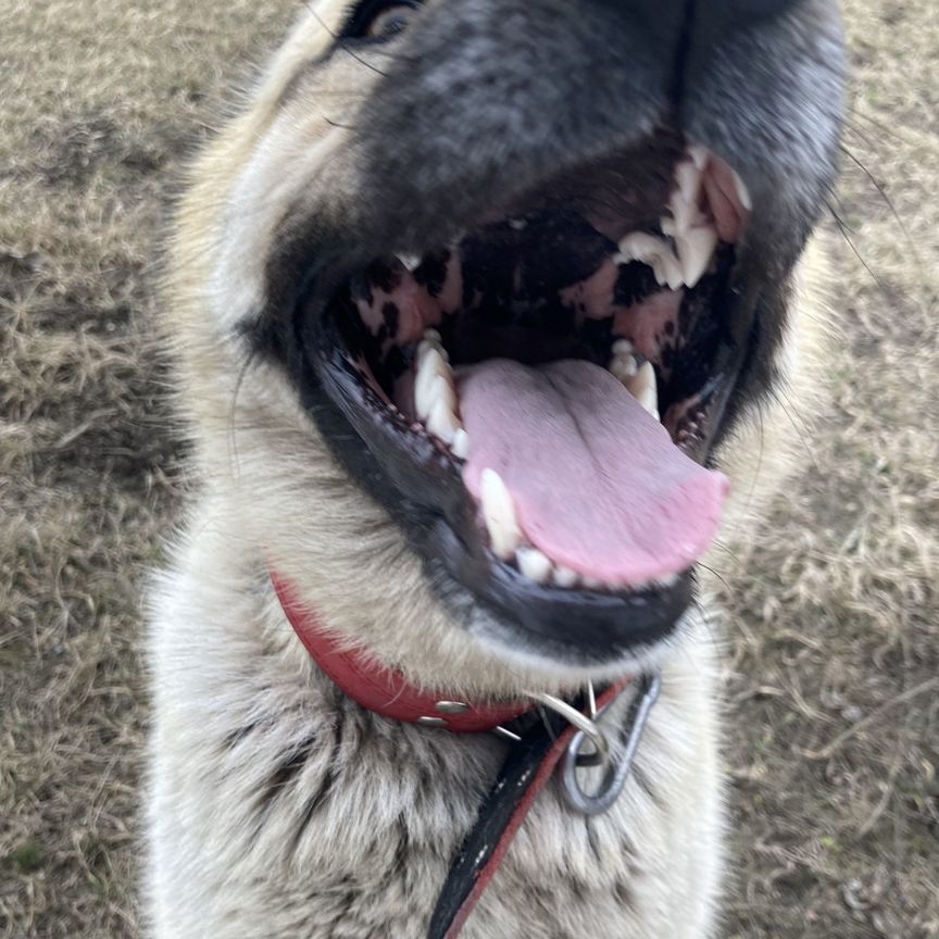 Собака примерно 9 месяцев