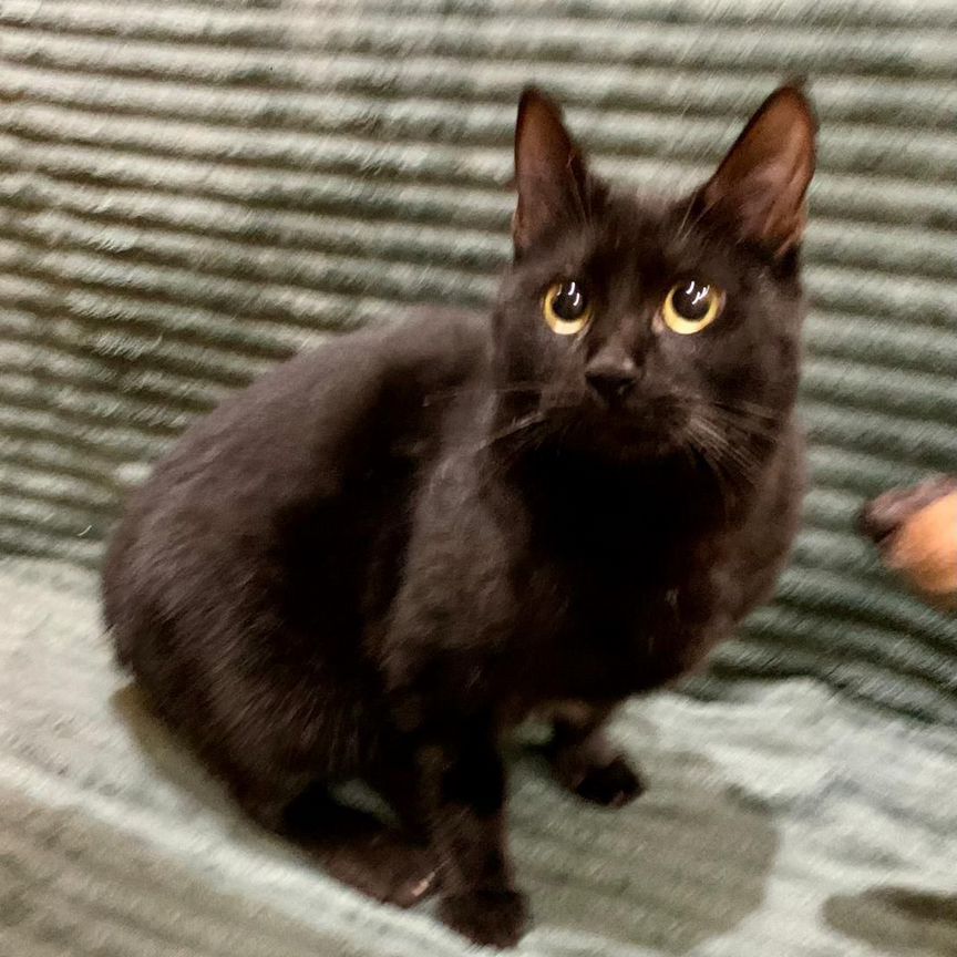 Красавец мужчина, в самом расцвете сил, 11 мес