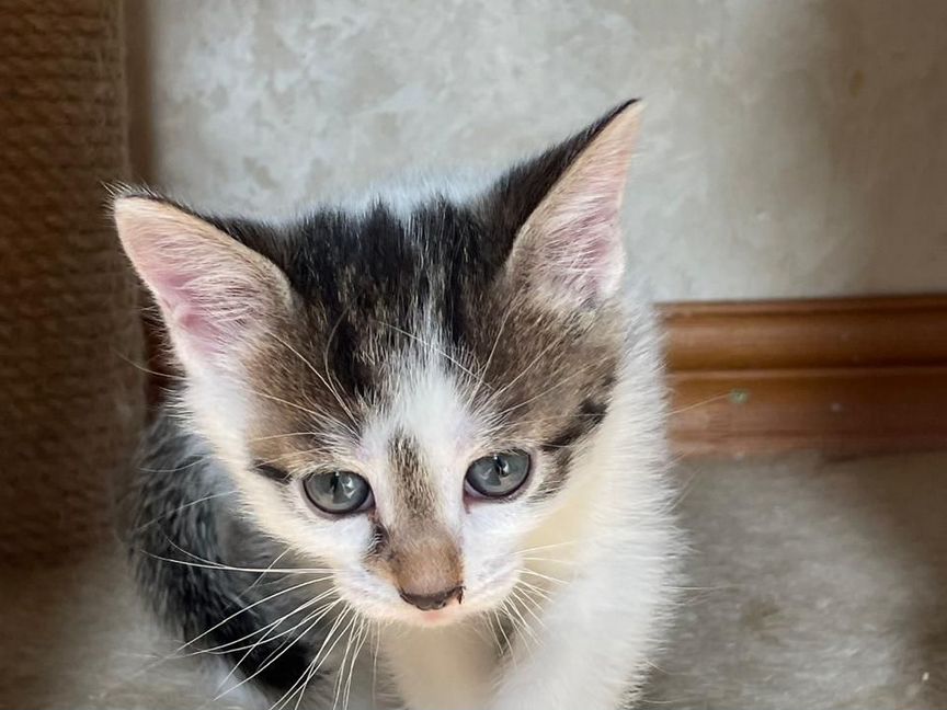 Котенок в добрые руки