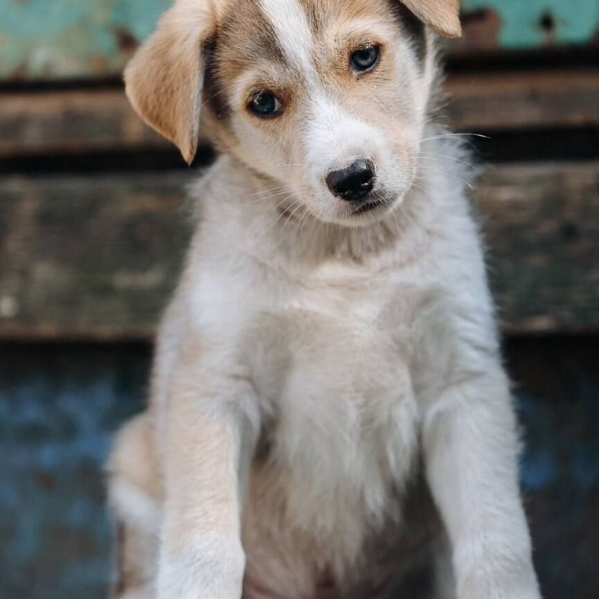 Щенок в добрые руки бесплатно
