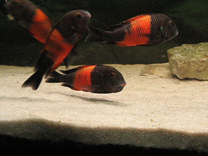 Трофеус бемба