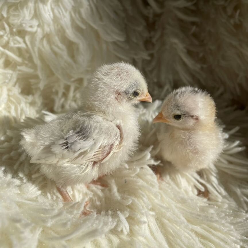 Малазийская Серама