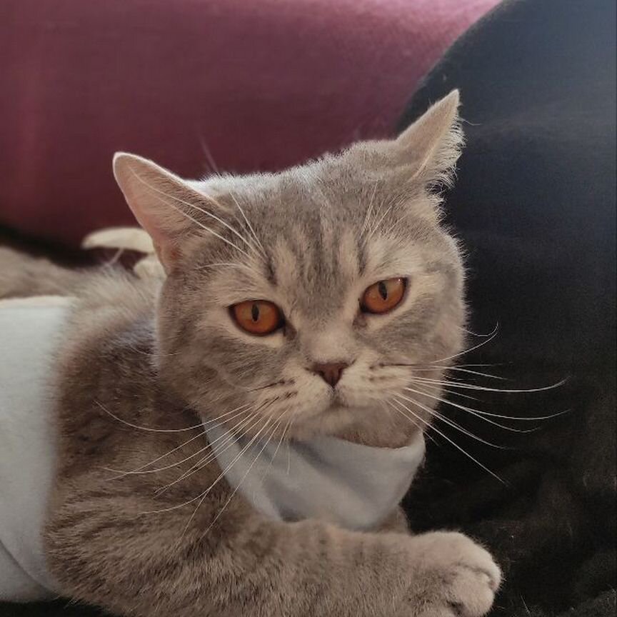 Кошка в добрые руки бесплатно